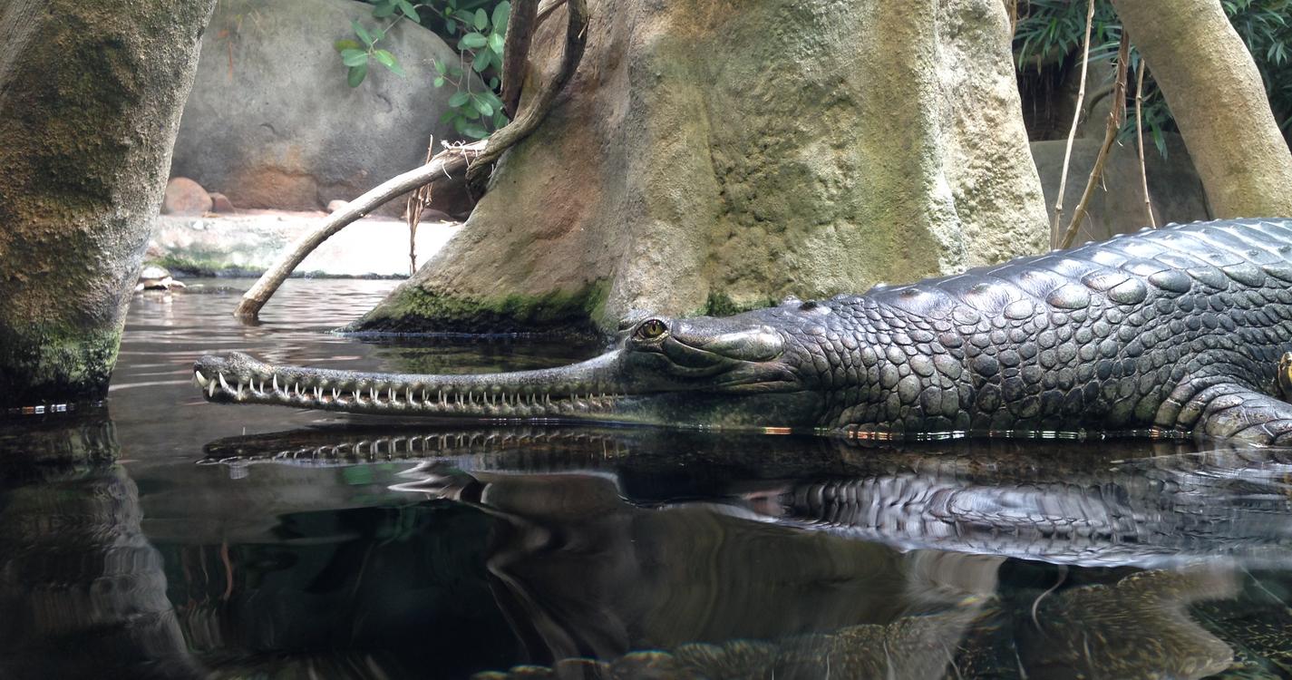 Prague Zoo - What to Know Before You Go